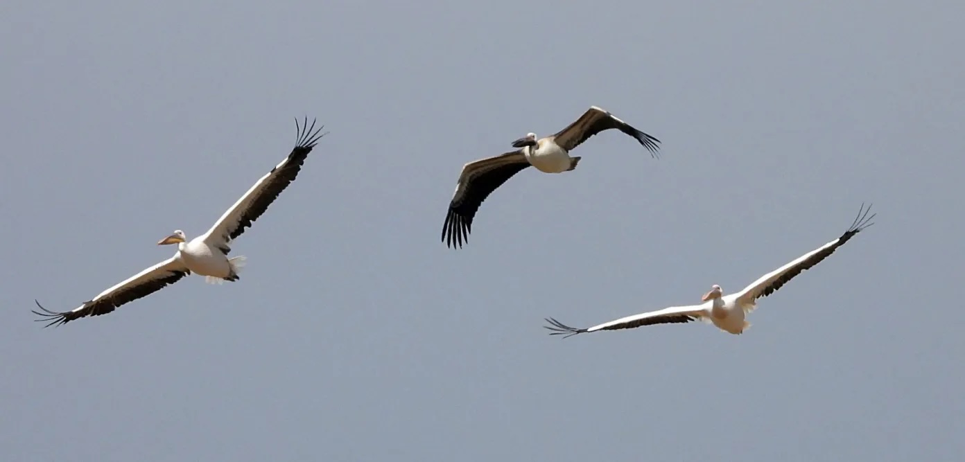 Agreement on the Conservation of African-Eurasian Migratory Waterbirds ...