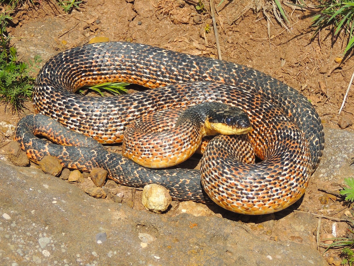 Elaphe Druzei - Mount Hermon Nature Reserve