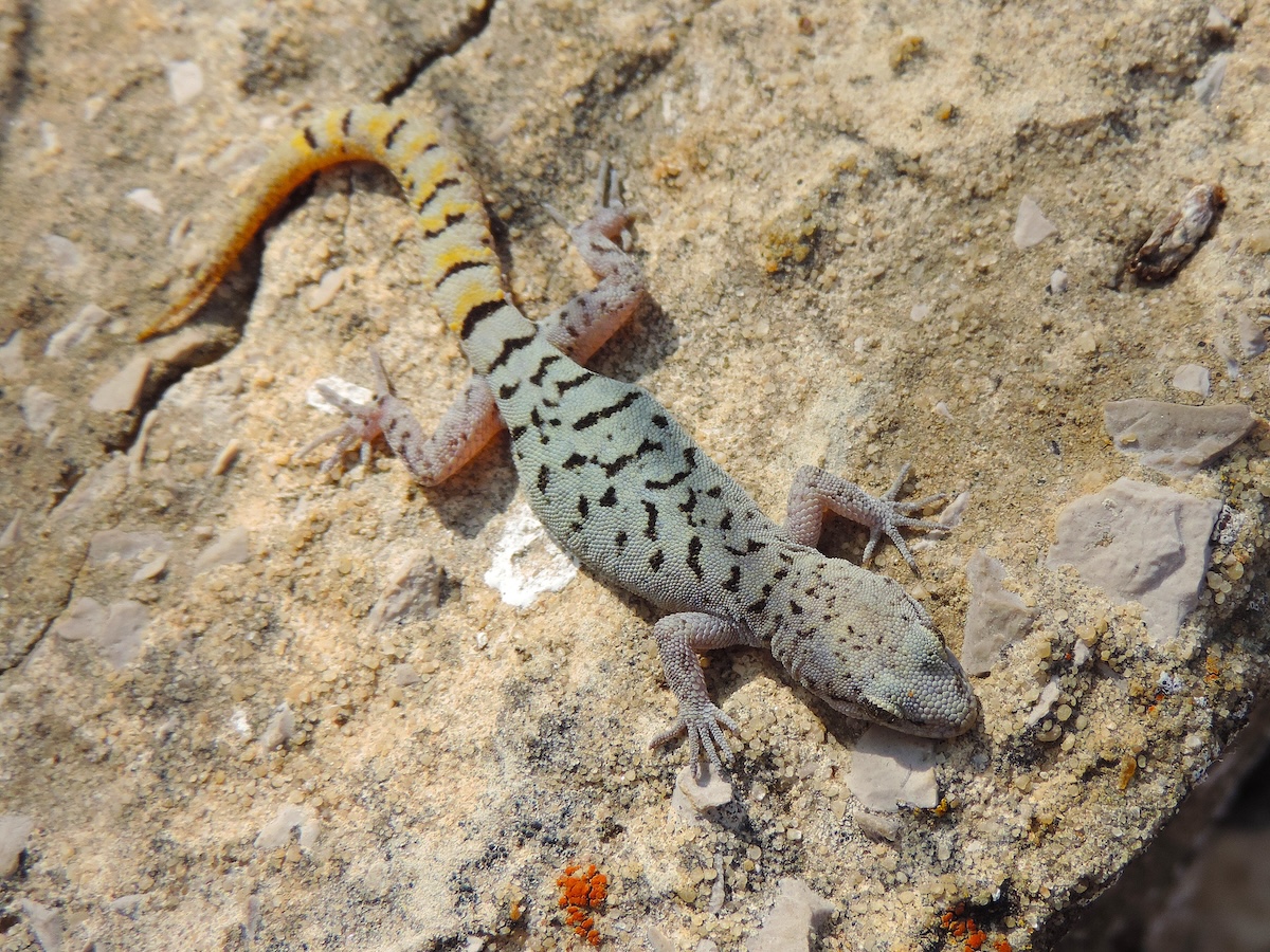 Lebanese thin-toed gecko - Mount Hermon Nature Reserve