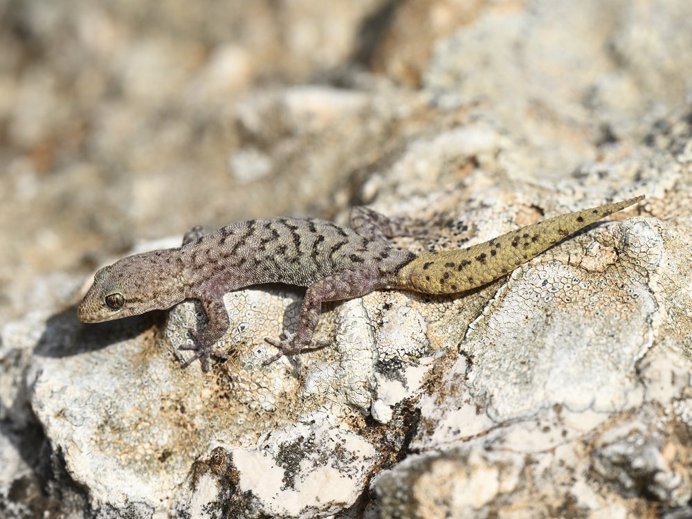 Lebanese thin-toed gecko - Mount Hermon Nature Reserve