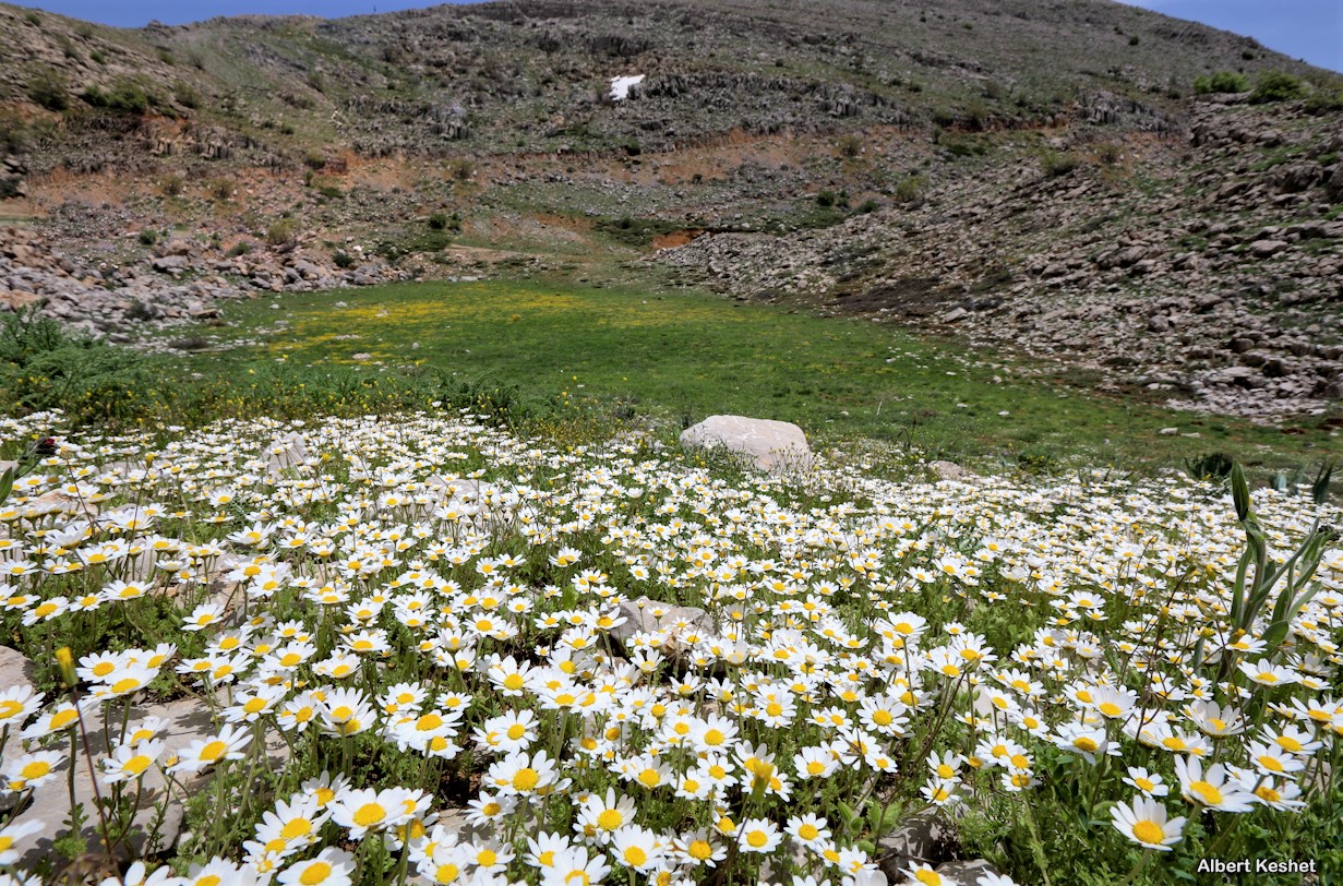 Anthemis Rasheyana - Mount Hermon Nature Reserve