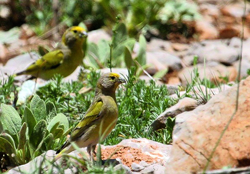 Syrian Serin - Mount Hermon Nature Reserve