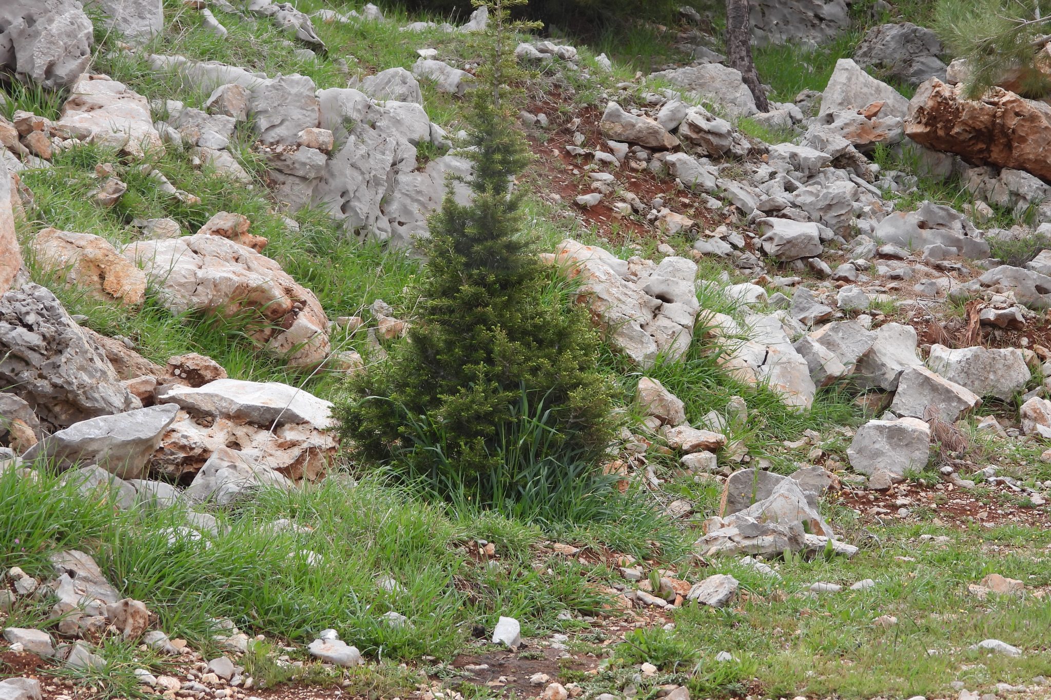 Cedrus libani - Mount Hermon Nature Reserve